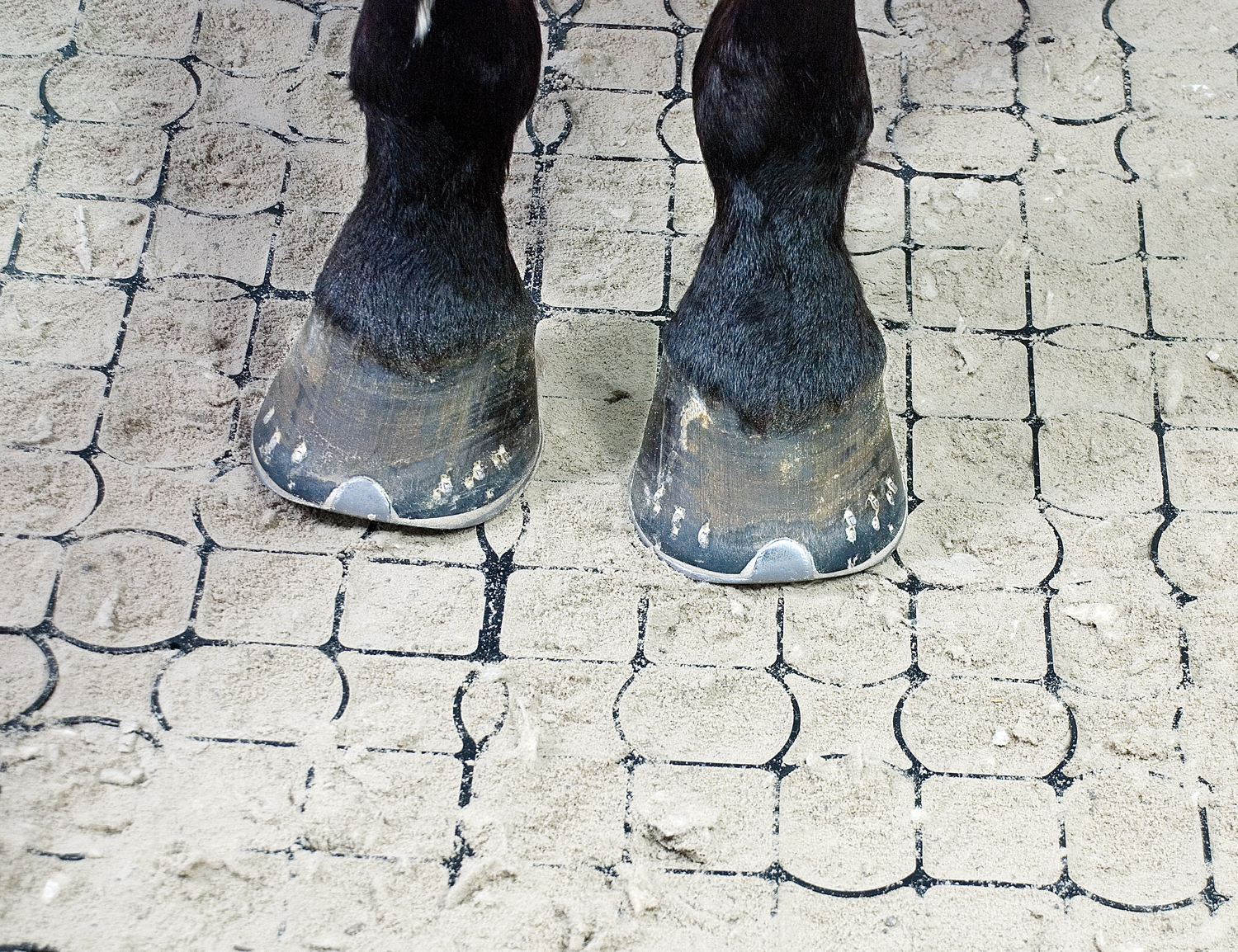 Paddockmatten von CG Ranch Equipment - Claudia Grieser Ranch Equipment